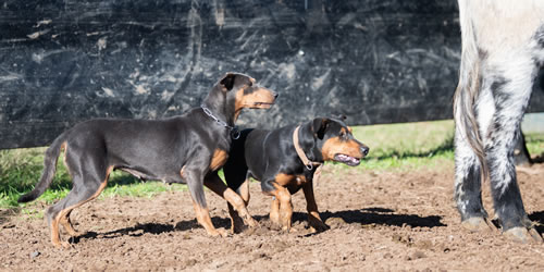 Macelbri Kelpies - breeding practical working dogs - Timor Murrurundi NSW